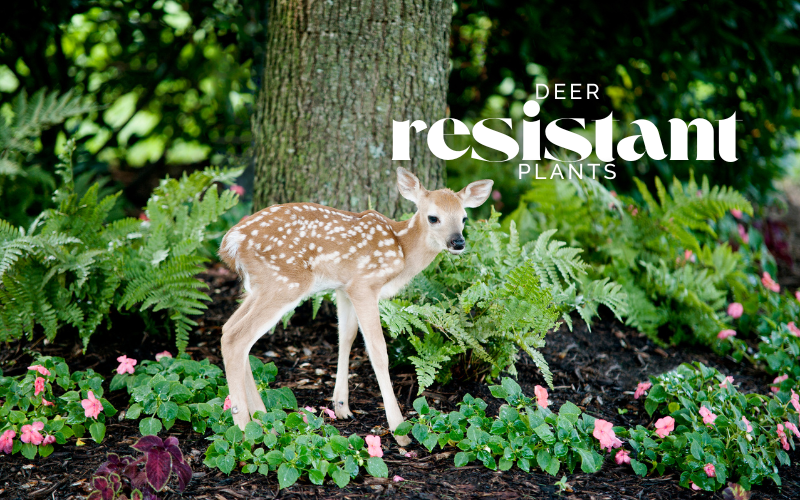 Deer Resistant Plants to Fawn Over 🦌🌿 — Blooming Junction