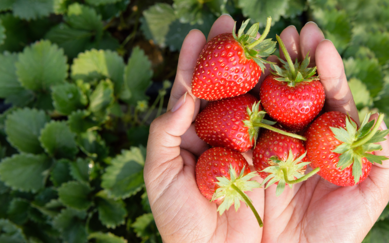 Strawberry Guide — Blooming Junction