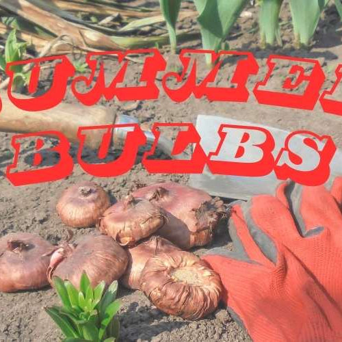 What's New — Blooming Junction