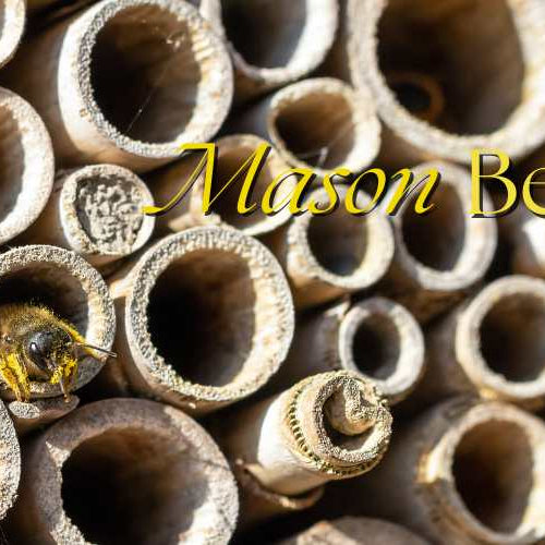 What's New — Blooming Junction