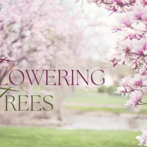 What's New — Blooming Junction