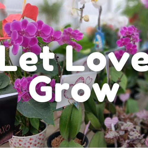 What's New — Blooming Junction