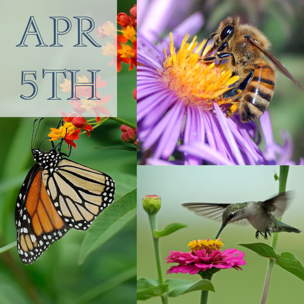 Plants on Hand — Blooming Junction