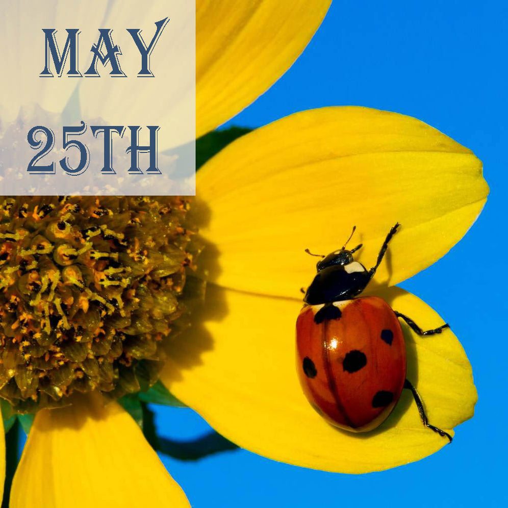 Plants on Hand — Blooming Junction