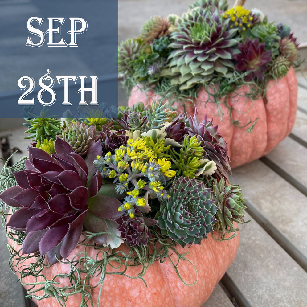 Plants on Hand — Blooming Junction