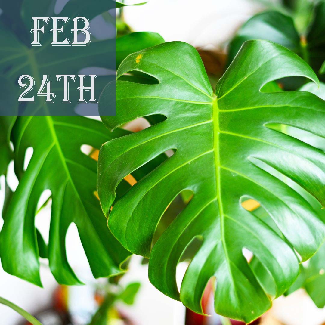 Plants on Hand — Blooming Junction