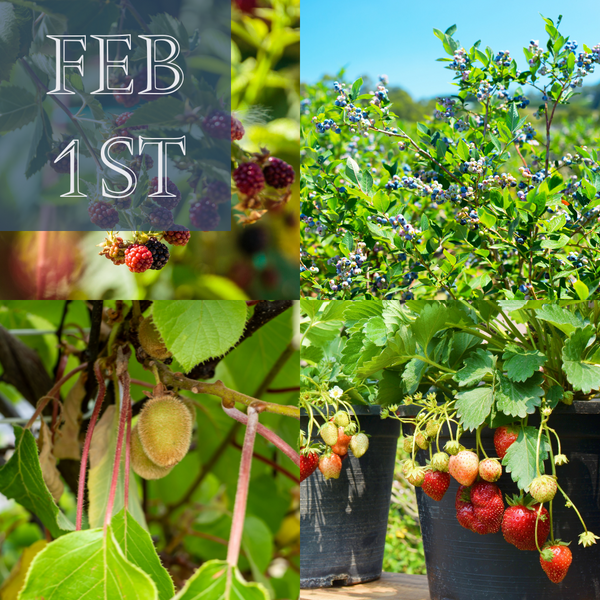 CSA Info — Blooming Junction