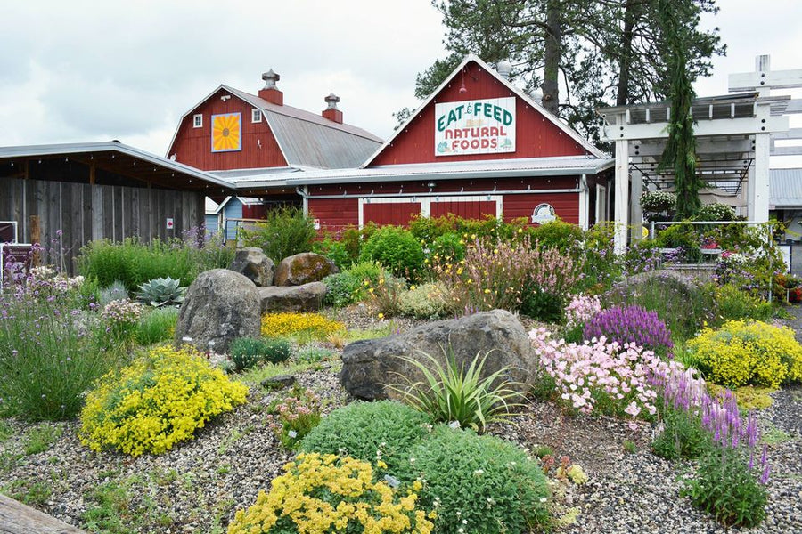 Perennials — Blooming Junction