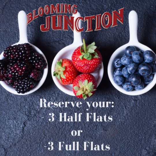 Plants on Hand — Blooming Junction