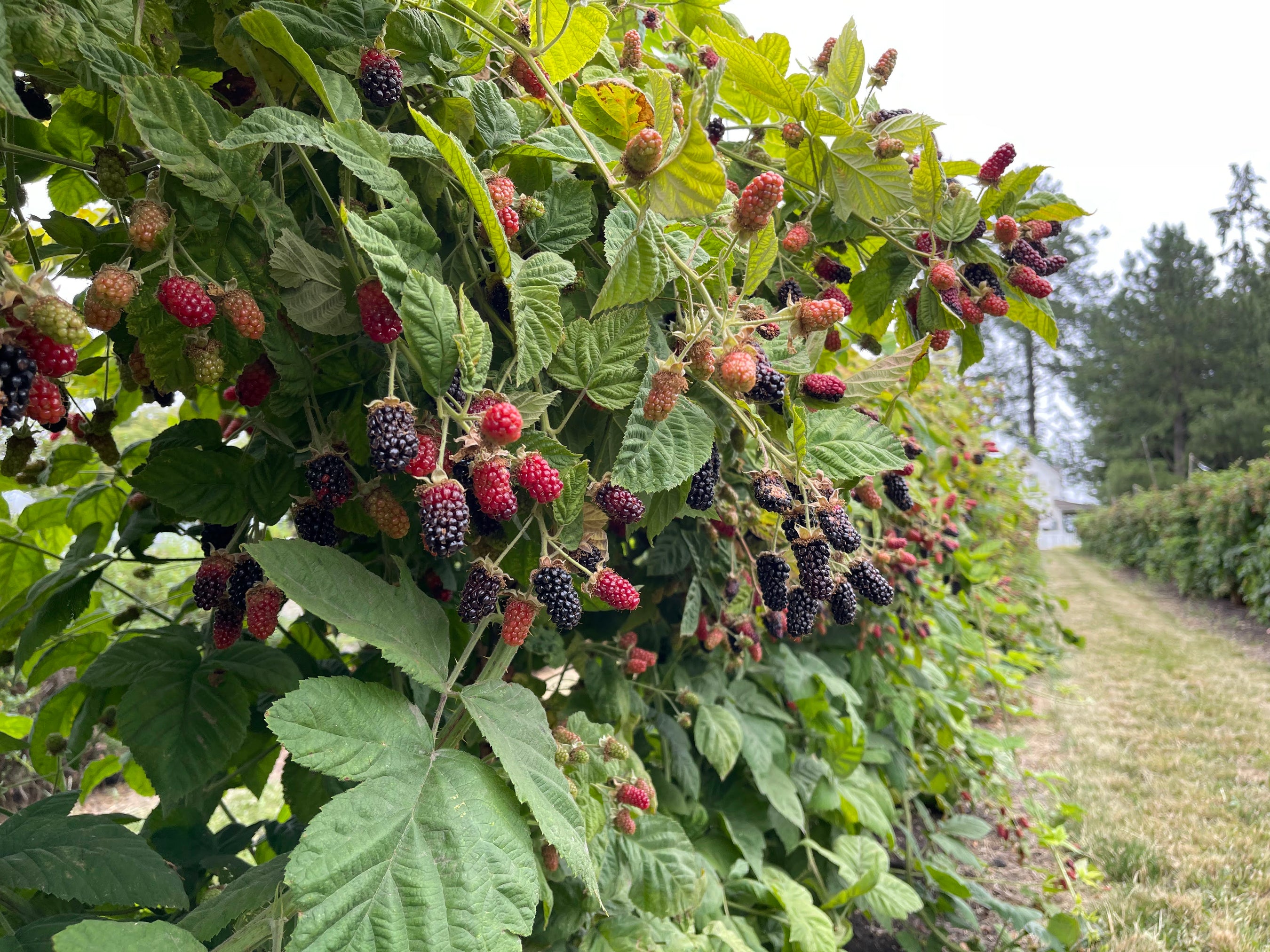 Berry Bundle Info — Blooming Junction