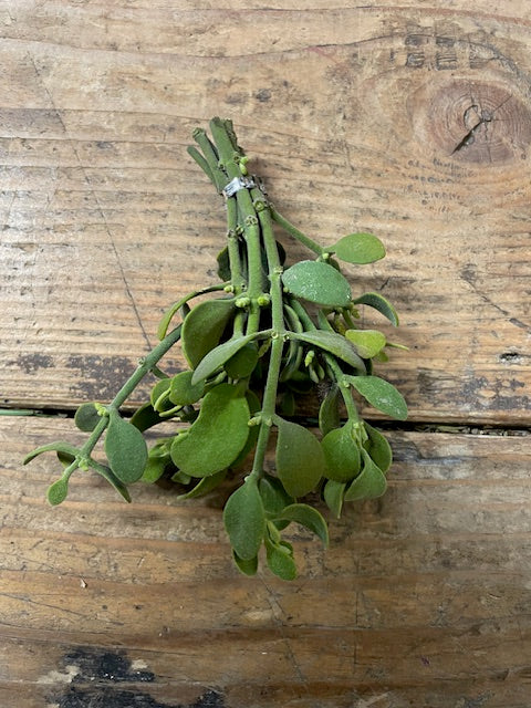 Mistletoe - 1 Bag — Blooming Junction
