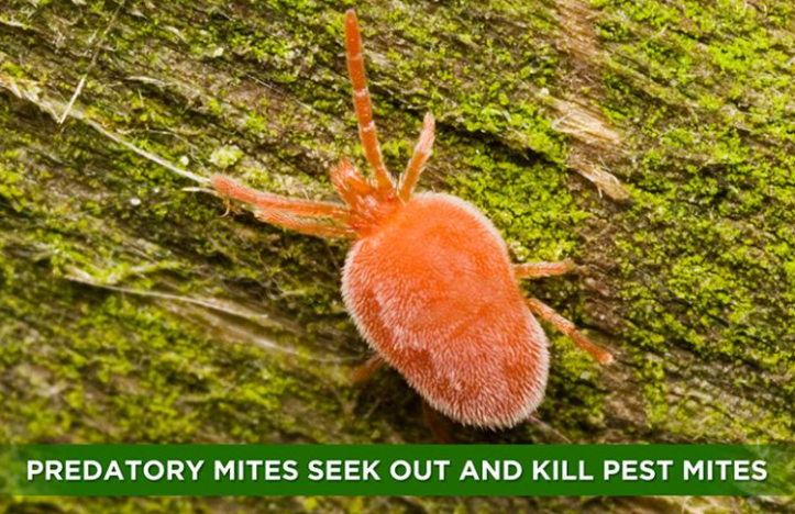 predatory mites uk